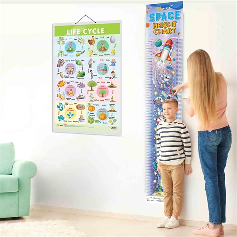 Buy Go Woo Life Cycle Chart And Space Height Chart Set Of 2 Charts 1 Educational 1 Height