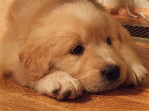 Golden Pyrenees Great Pyrenees Golden Retriever Mix Info Puppies