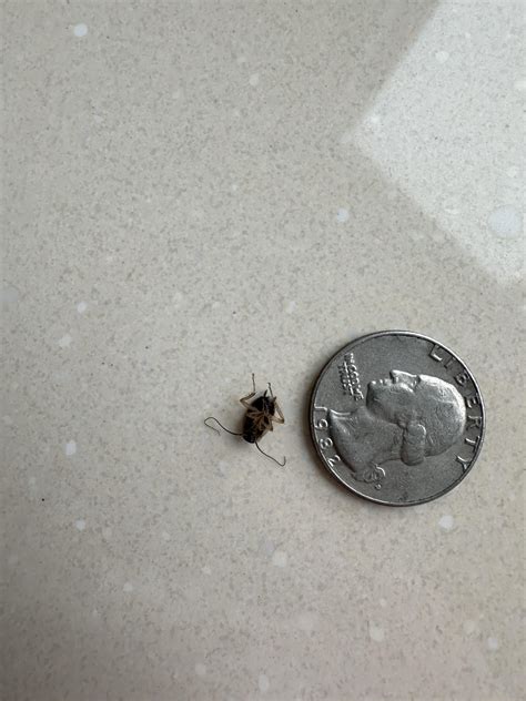 Is This A Cockroach Nymph Rbugidentification