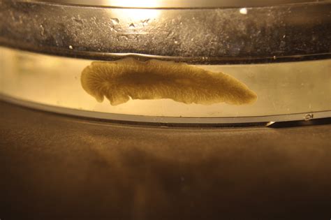 Can Someone Help With The Identification Of A Polyclad Flatworm Researchgate