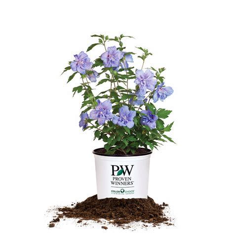 Shop Hibiscus Blue Chiffon Rose Of Sharon For Sale Perfect Plants