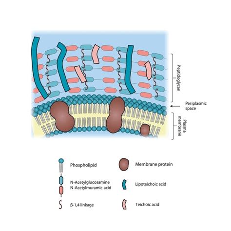 106 Bacterial Envelope Stock Vectors And Vector Art Shutterstock