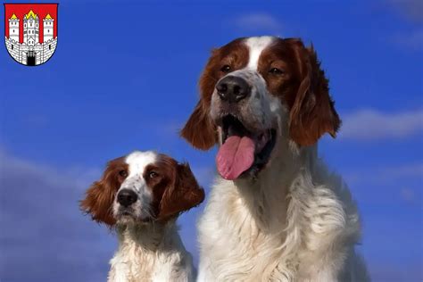 Irish Red And White Setter Breeders And Puppies In Salzburg