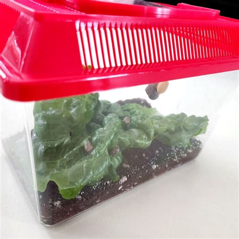 명주달팽이 키우기 먹이 크기 수명 알아보기 네이버 블로그