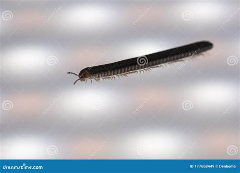 An Small Millipede Stock Image Image Of Centipede Millipedes 177668449