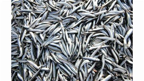 25 Popular Foods That Are Gray Practical Cooks