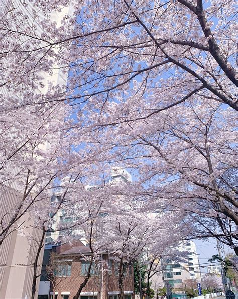 메이플스토리 인벤 집 앞 벚꽃 개이뿌덩 메이플스토리 인벤 자유게시판 구 메이플스토리 인벤 집 앞 벚꽃 개이뿌덩 메이플스토리 인벤 자유게시판 구