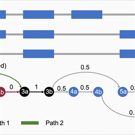 Representation Of A Direct Splicing Graph From The Structure Of A Gene Download Scientific