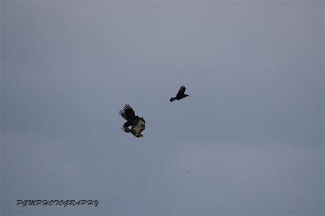 Pgm Photography This Sequence Shows Two Crows Trying To