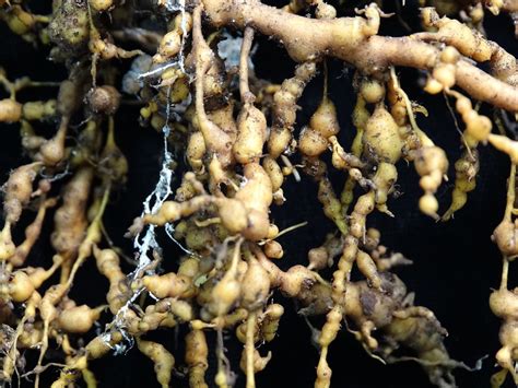 Noni Morinda Citrifolia Root Knot Flickr