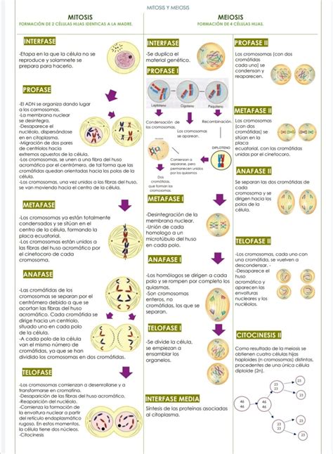 Mitosis And Meiosis