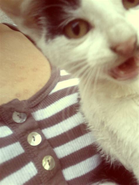 Kitty Shitty By Rozowykruk On Deviantart