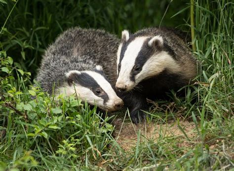 Concerns For Badger Setts Stall €141m Solar Farm Proposal Irish Independent