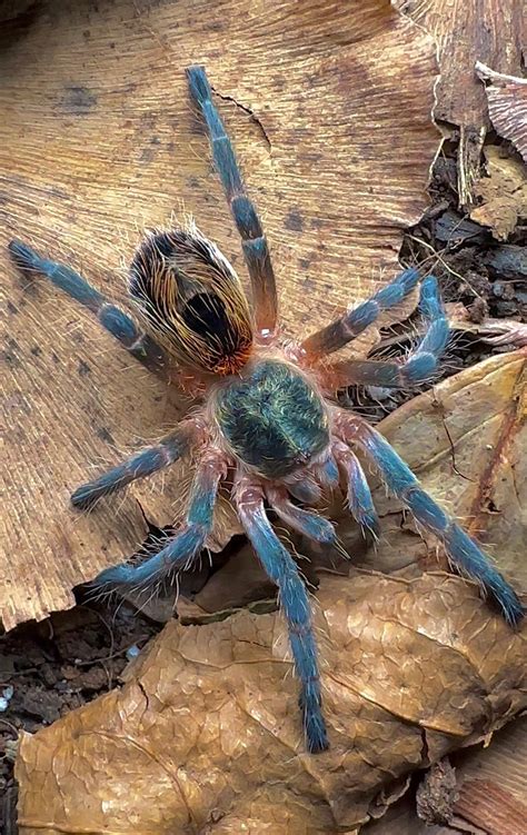 Euathlus Blue Tigre Azul Chilean Blue Fuego Female 15 Inches