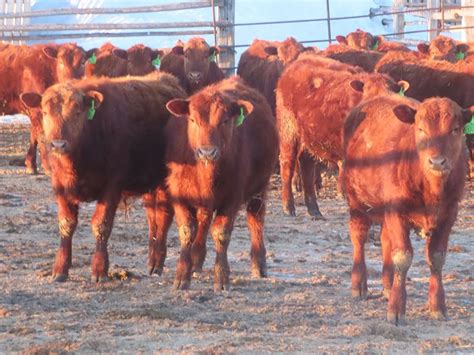 Breault Ranching Ltd 685 Steers 170 Head Ste Rose Mb Vbp