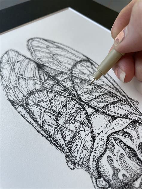 Cicada Drawing
