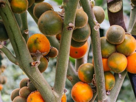 Growing Naranjilla Learn About Naranjilla Growing Conditions