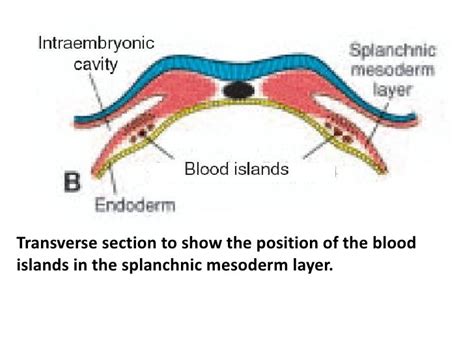 Embryology Cardiovascular System Heart Development