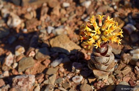 Crassula Columnaris Subsp Prolifera Crassula Columnaris S Flickr