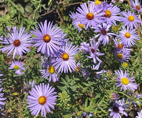 Aromatic Aster Regenaxe