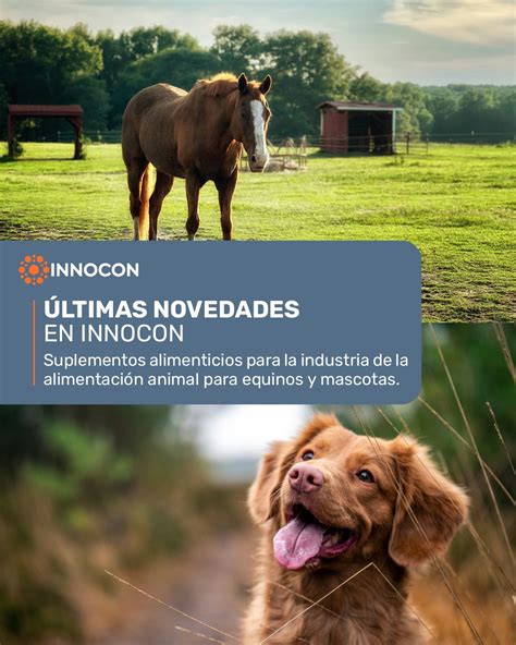 Innocon Investigación Desarrollo Innovación Laboratorio Consultorías Chile Innocon Sa