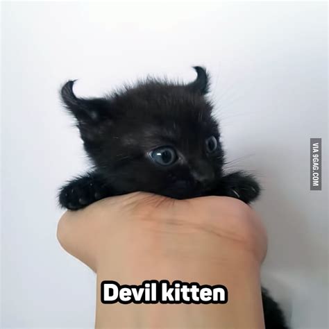So Cute 666 9gag