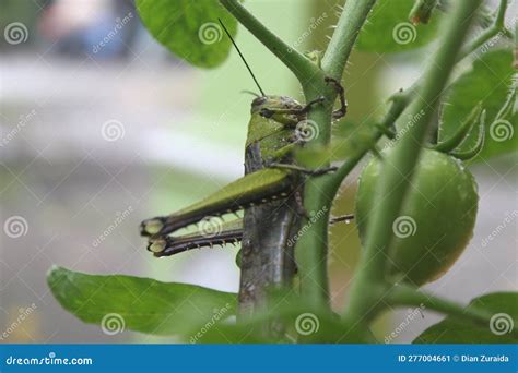 A Green Grasshopper Stock Image Image Of Summer Green 277004661