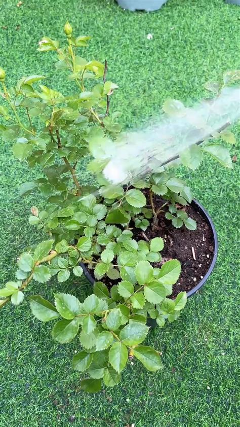 家里吃剩下的生姜千萬不要扔掉，他可是養花的好寶貝 養花小妙招 養花小知識養花小技巧 家有綠植