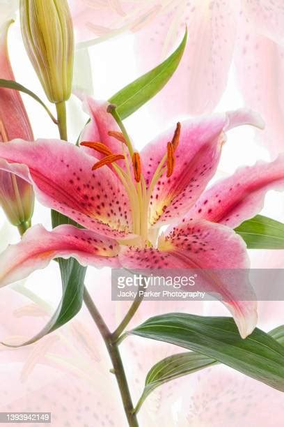 Single Flower Stem Photos And Premium High Res Pictures Getty Images