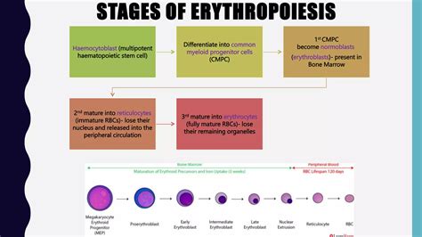 Haemopoiesis Rbcs Erythropoiesis Life Span Oxygen Transportpptx