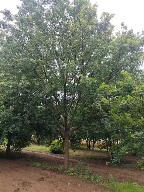 五角枫2 花瓣网