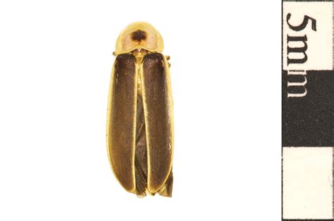 Common Eastern Firefly Smithsonian Institution