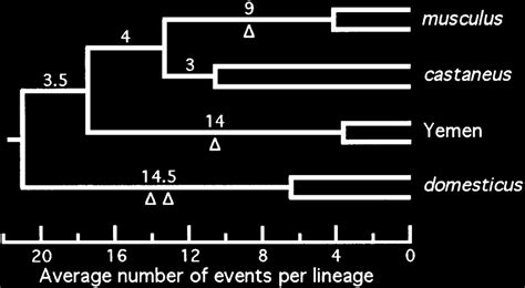 —parsimony Tree For Mtdnas Of Commensal Download Scientific Diagram