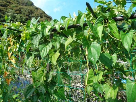 別のヤマイモは スーさんの田舎ぐらし