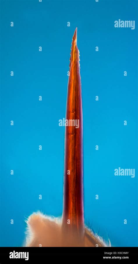 Wasp Stinger Microscope