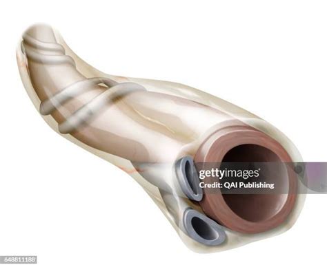 Umbilical Vein Photos And Premium High Res Pictures Getty Images