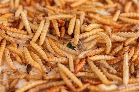 Fried Worms Stock Image Image Of Insect Exotic Cooked 316686961