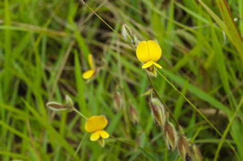 30 Vetchling Pictures