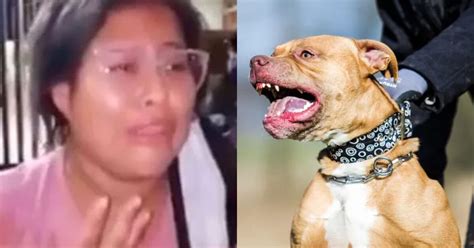Perro Pitbull Desfiguró El Rostro A Niño De 2 Años Tras Feroz Ataque En Chincha Infobae