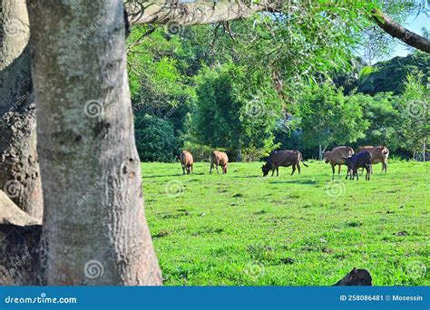 Cow Herd Ceat Grass Stock Image Image Of Herd Grass 258086481