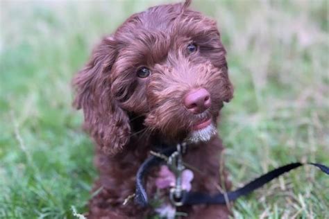 Cockapoo Guide Lifespan And Exercise Needs Stories And Tips Borrowmydoggy