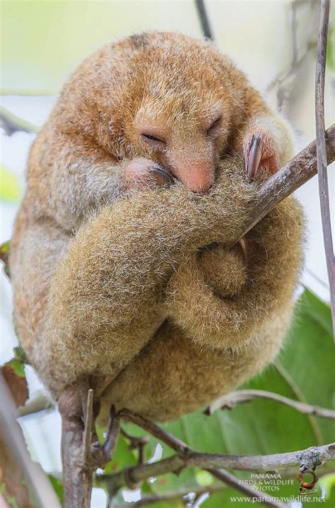 The Adorably Happy Silky Anteater Artofit