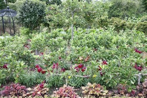 What Are Step Over Apple Trees Garden Beds Urban Garden