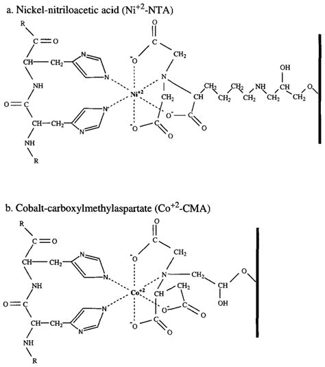 Models Of The Interactions Between The Polyhistidine Affinity Tag And