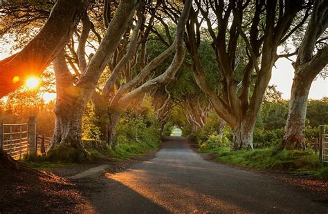 Dark Hedges Ireland Highlights