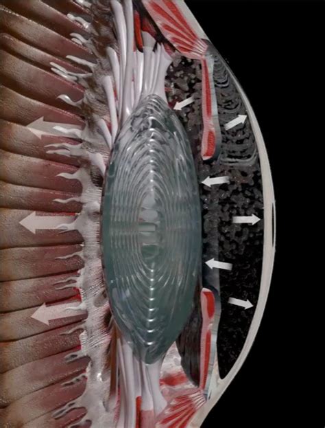 Suspensory Ligament Eye Model