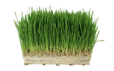 Wheatgrass Vitality Farms Company