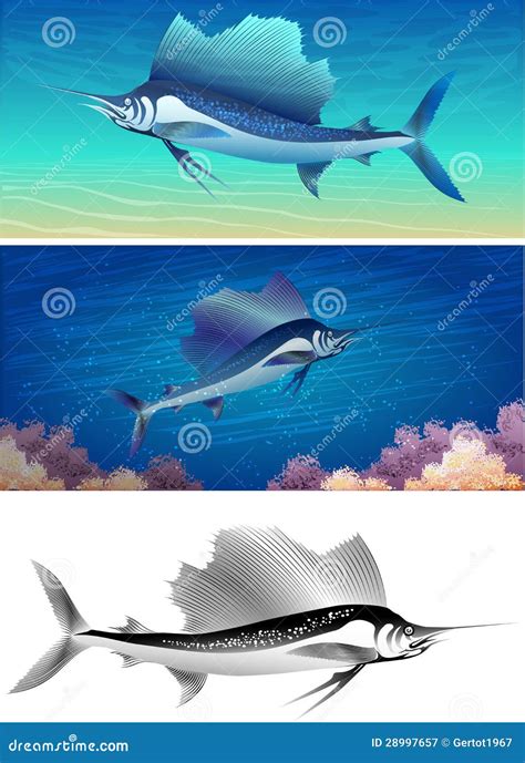 De Reeks Van De Zeilvis Vector Illustratie Illustration Of Oceaan 28997657