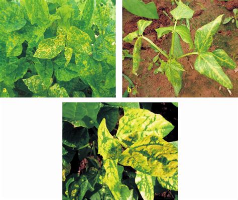Different Manifestations A B C Of Mosaic Virus In Cowpea Download Scientific Diagram