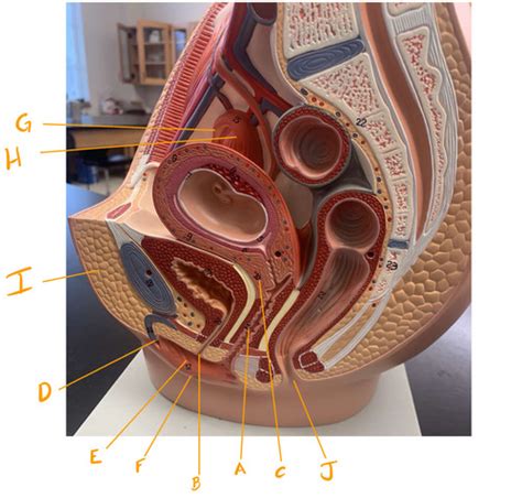 Anatomy Of Sex Flashcards Quizlet